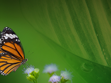 Nature | TV App | Roku Channel Store | Roku